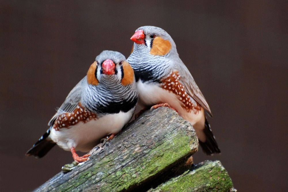 Le Diamant Mandarin